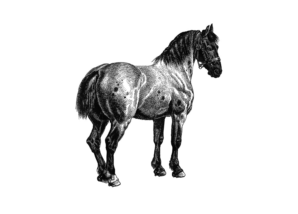 Percheron Print – Handdruck